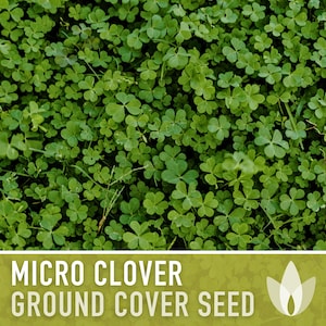 Bulk Micro Clover (mini) Ground Cover Seeds - 5,000+ White Clover Seeds ...