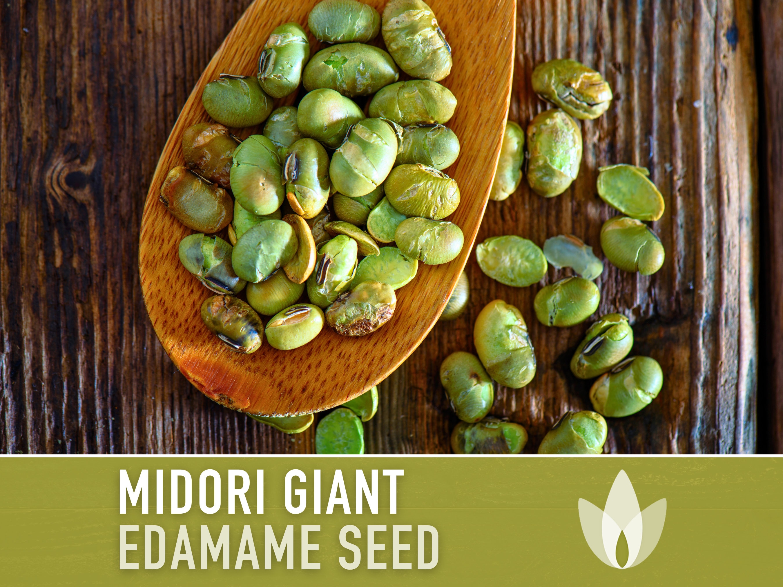 Midori Giant Edamame Seeds - Heirloom Seeds, Organic Soybean, Japanese ...