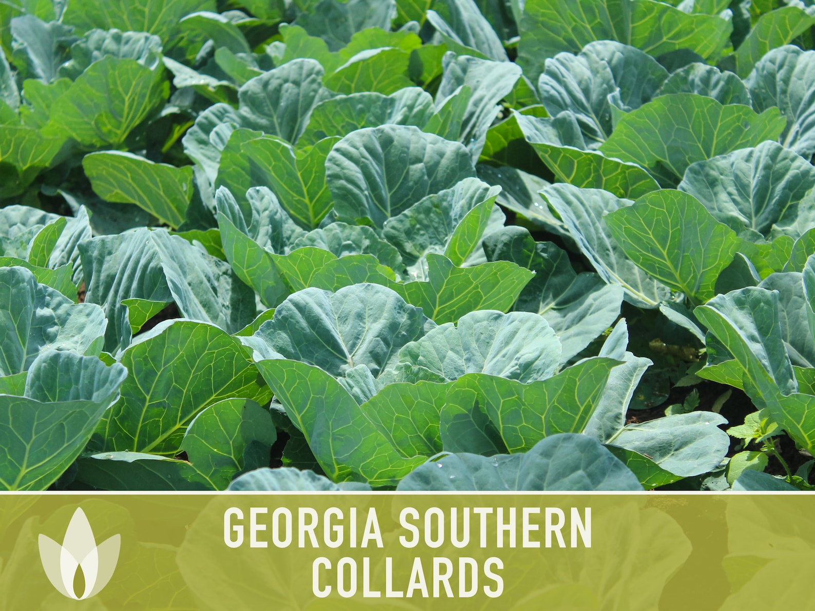 Georgia Southern Collards Heirloom Seeds - Etsy