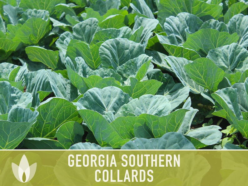 Georgia Southern Collards Heirloom Seeds - Etsy