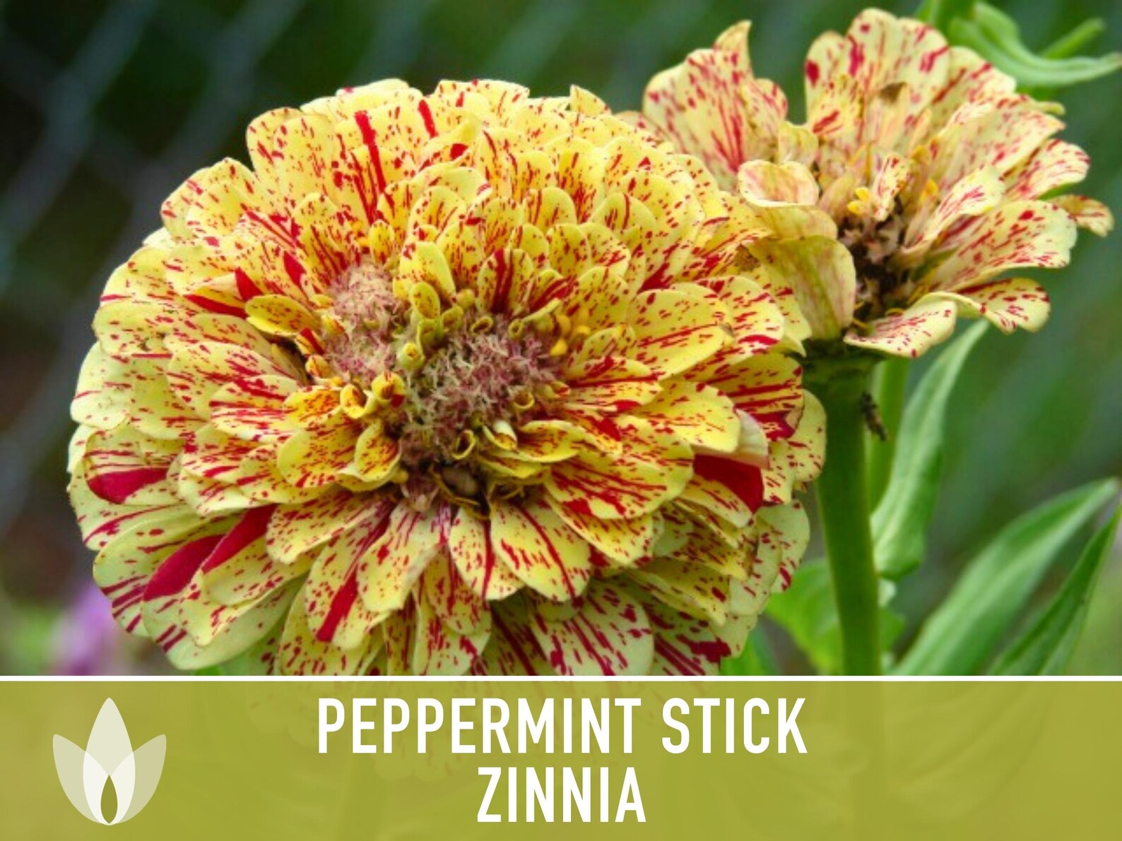 Zinnia, Peppermint Stick Flower Seeds Heirloom Seeds, Candy-striped ...