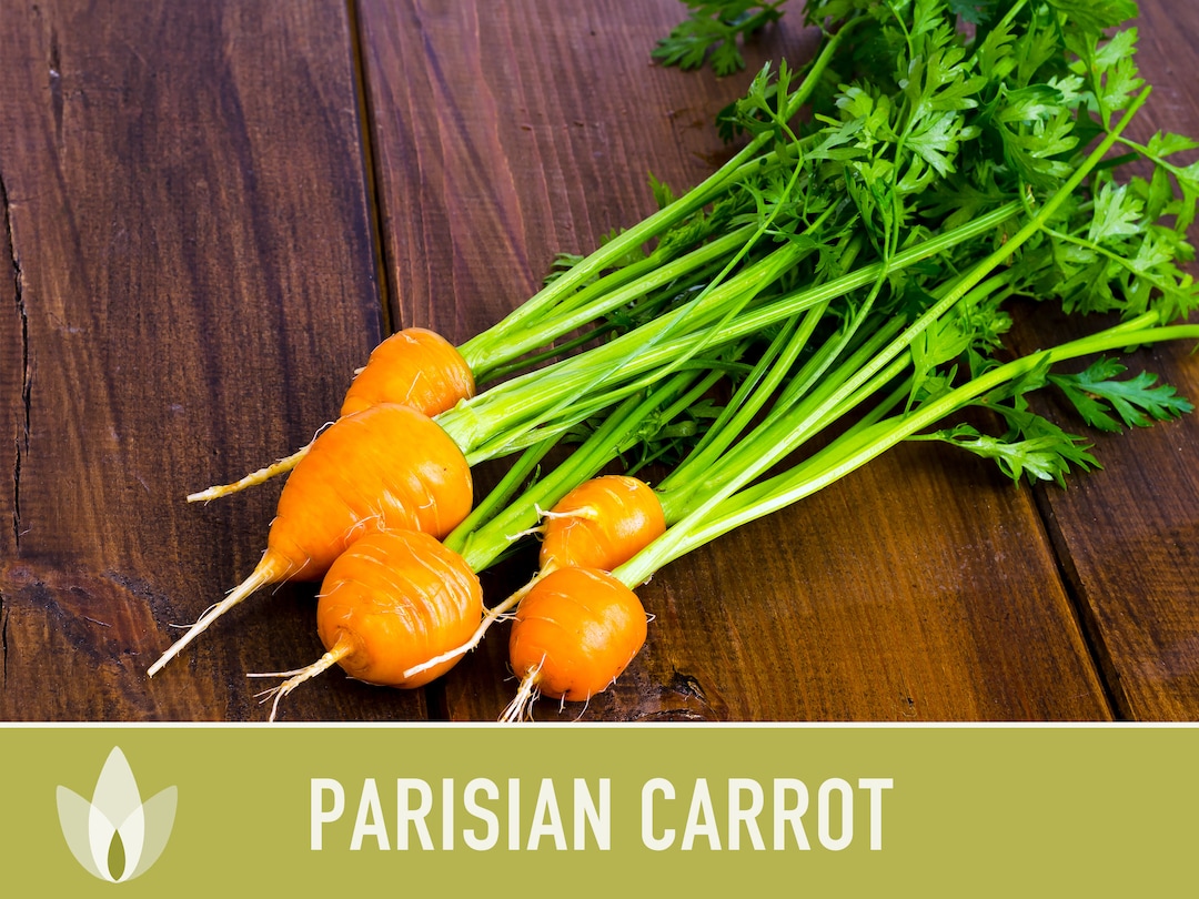 Parisian Carrot Heirloom Seeds Seed Packets Vegetable - Etsy