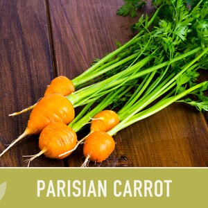 Parisian Carrot Heirloom Seeds - Baby Carrots, Canning Carrots ...