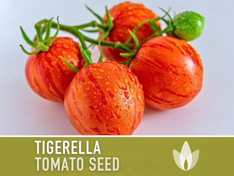 Tigerella Tomato Seeds - Heirloom Variety, Open Pollinated - Etsy