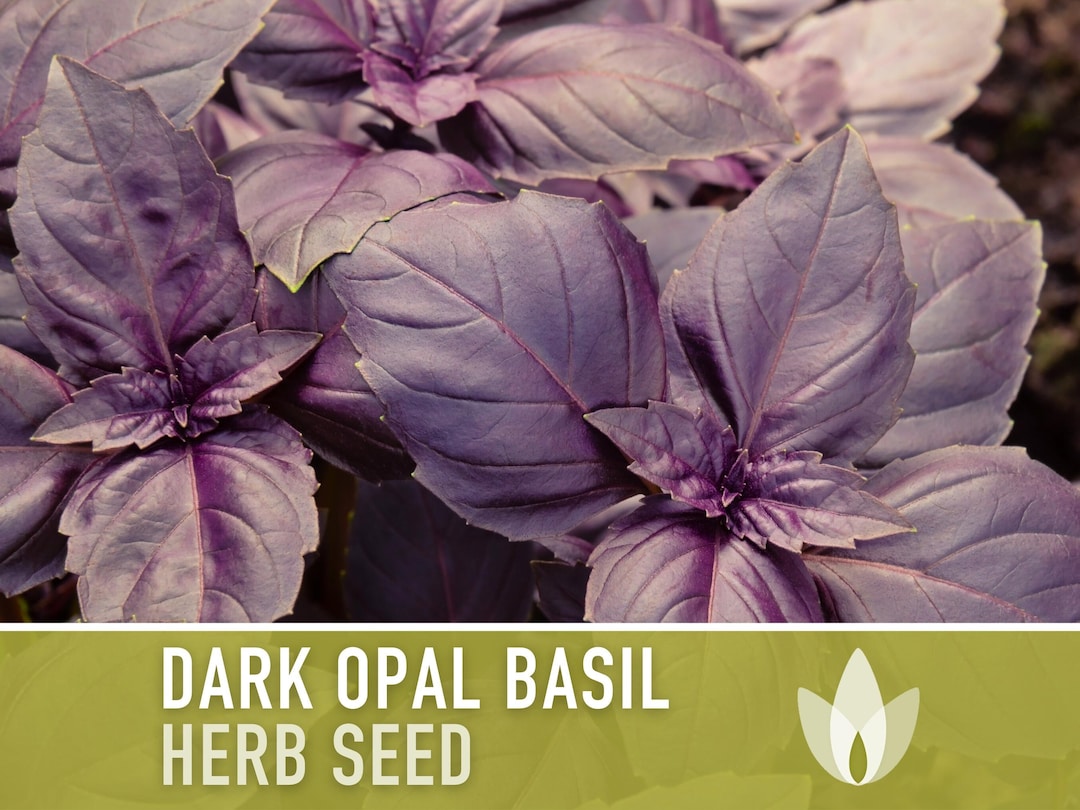 Dark Purple Opal Basil Heirloom Seeds - 100 Seeds, Purple Basil ...