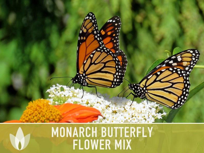 Monarch Butterfly Mix Flower Seeds Heirloom Native Flower - Etsy