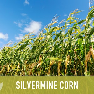 Silvermine White Dent Corn Seeds - Heirloom Seeds, Early Boone County ...