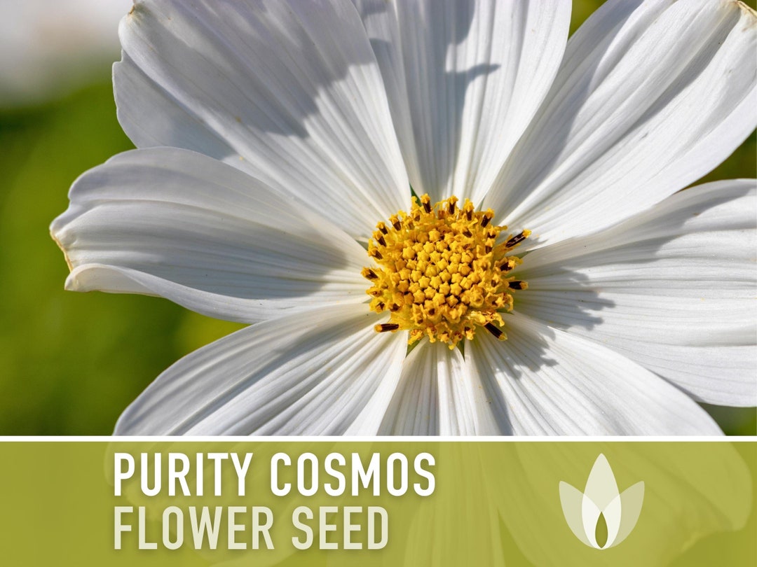 Purity White Cosmos Flower Seeds, Heirloom, Pollinator Friendly - Etsy