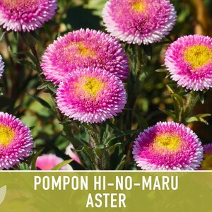 Aster, Pompon Hi-no-maru Flower Seeds - Heirloom Seeds, China Aster ...