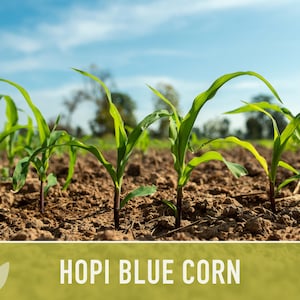 Hopi Blue Corn Heirloom Seeds - Seed Packets, Non-gmo, Open Pollinated ...