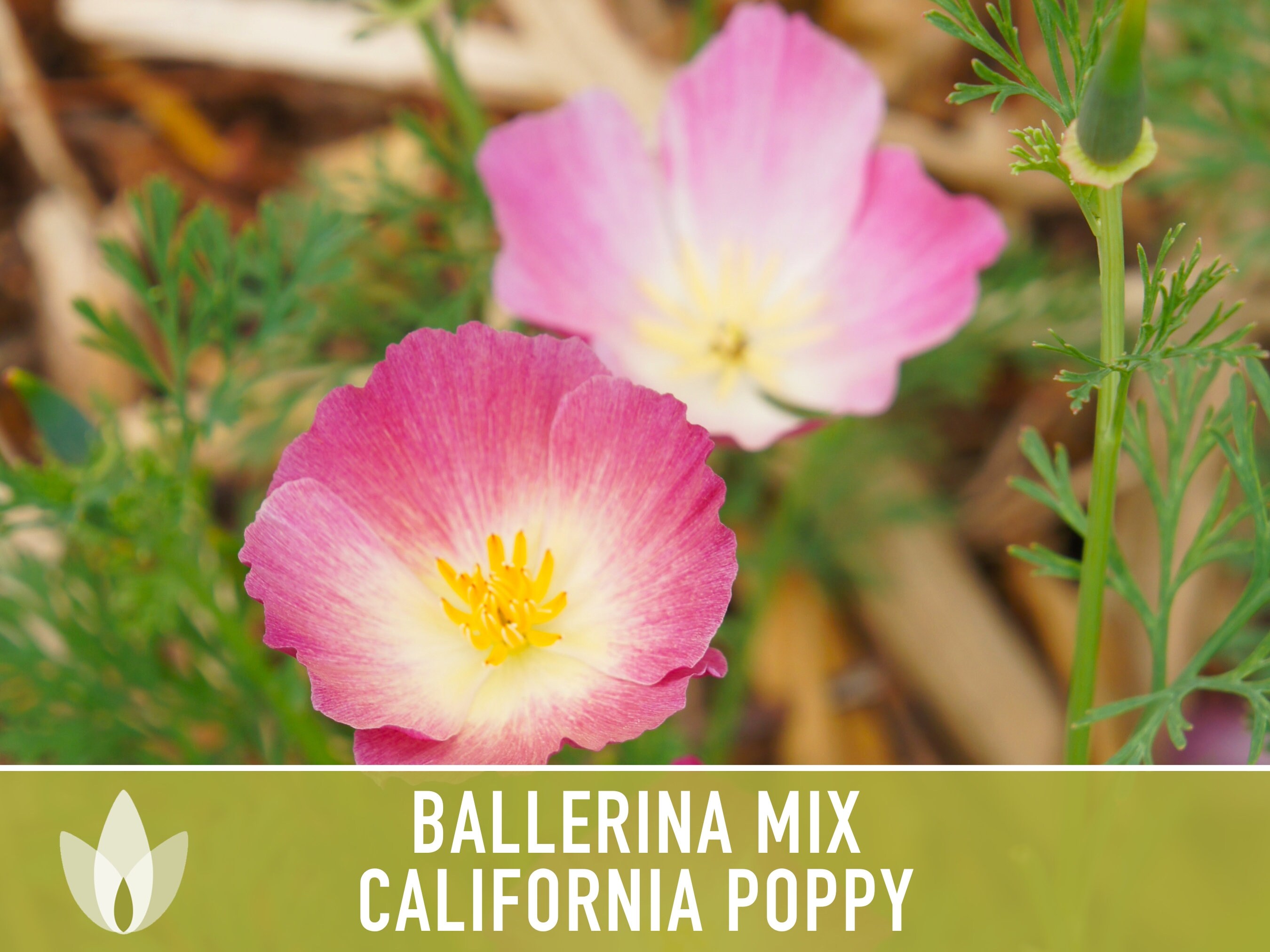Ballerina Mix California Poppy Seeds, Heirloom Flower Seeds - Etsy