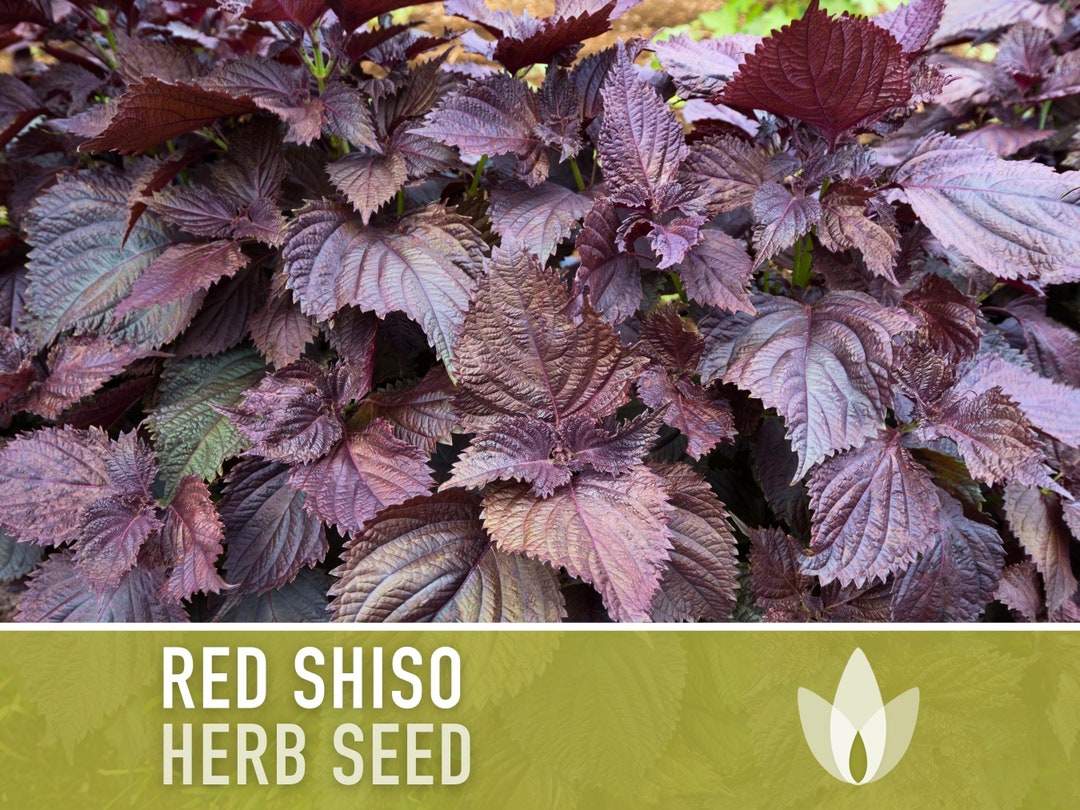 Red Shiso Herb Seeds - Heirloom Seeds, Medicinal Herb, Asian Cuisine ...