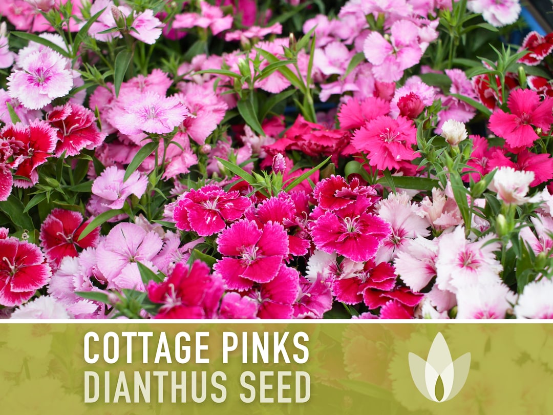 Cottage Pinks Dianthus Flower Seeds - Heirloom Seeds, Chinese Pinks ...