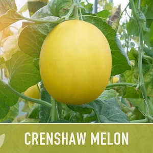 Crenshaw Melon Heirloom Seeds - Muskmelon, Sweet, Large, Organic, Non ...