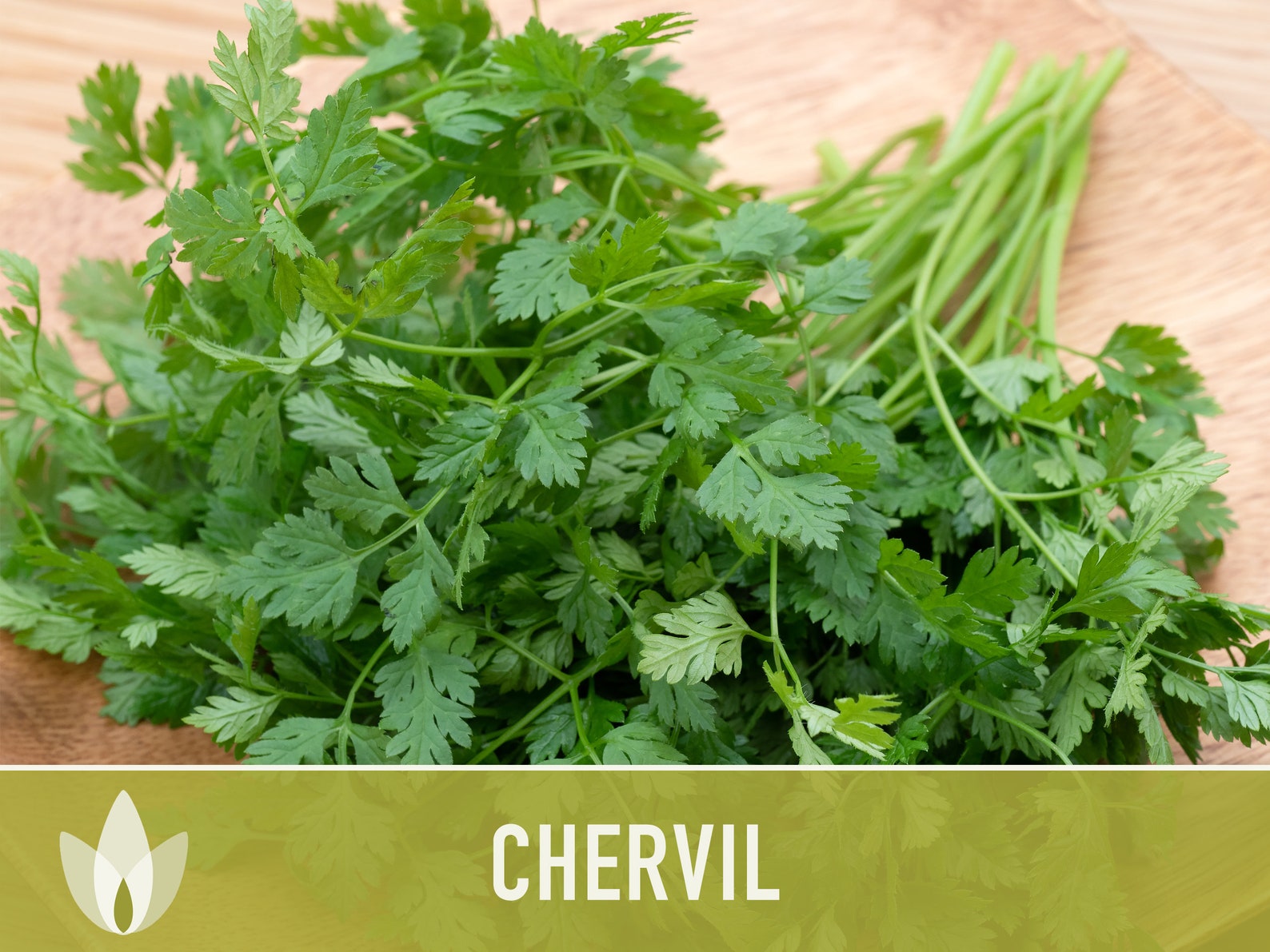 Chervil Herb Heirloom Seeds - Etsy