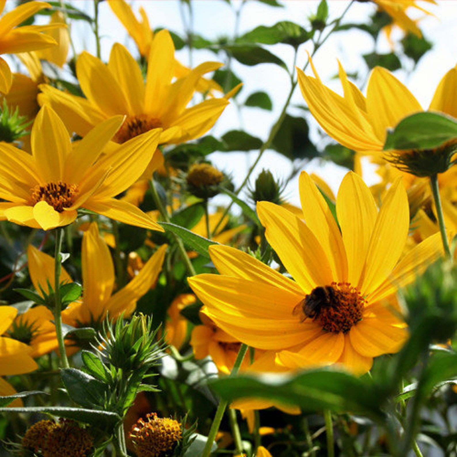 Ox-eye Sunflower Heirloom Seeds Native Non-gmo Open - Etsy