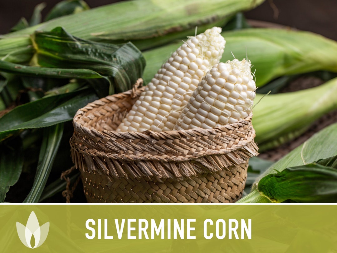 Silvermine White Dent Corn Seeds Heirloom Seeds Early Boone - Etsy