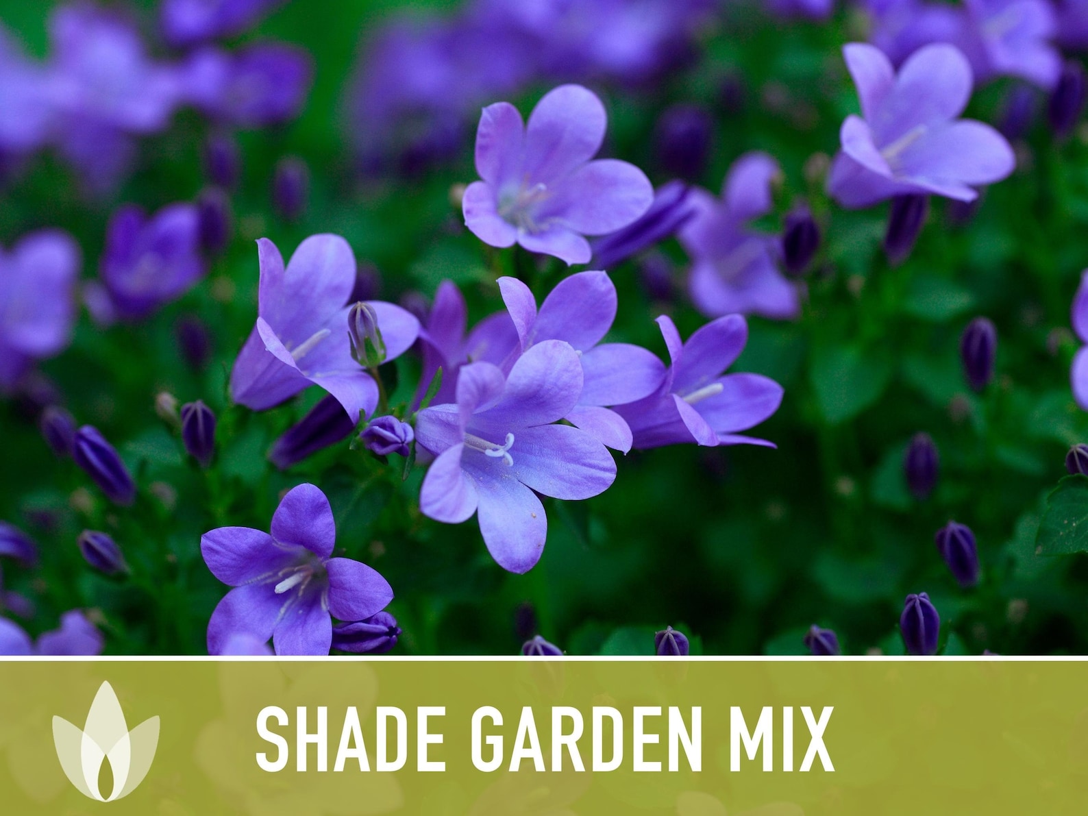 Shade Garden Wildflower Seed Mix - Seed Packets, Heirloom Seeds, Flower ...