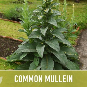 Mullein Seeds, Common - Heirloom Seeds, Medicinal Herb Seeds, Herbal ...