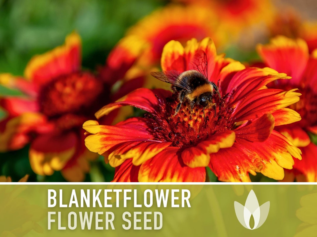 Blanketflower Seeds - Gaillardia Aristata, Native Wildflower ...