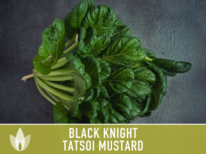 Black Knight Tatsoi Seeds – Heirloom Mustard Greens, Salad Veggie - Etsy