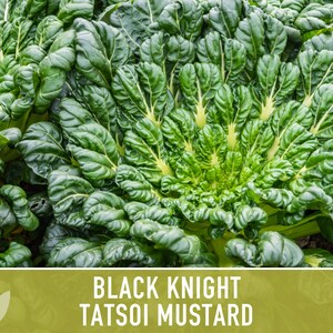 Black Knight Tatsoi Mustard Greens Seeds - Heirloom Seeds, Asian ...