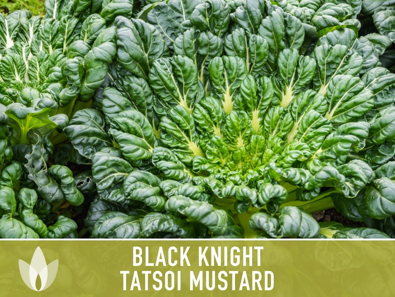 Black Knight Tatsoi Seeds – Heirloom Mustard Greens, Salad Veggie - Etsy