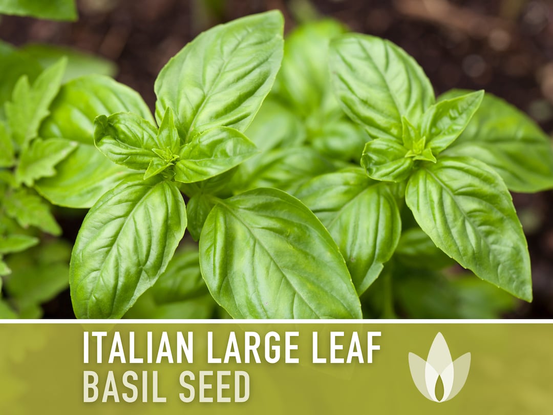 Italian Large Leaf Basil Heirloom Herb Seeds - Non-gmo, Open Pollinated ...