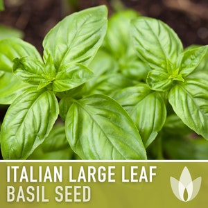 Italian Large Leaf Basil Heirloom Herb Seeds - Non-gmo, Open Pollinated ...