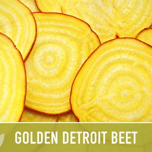 Golden Detroit Beet Heirloom Seeds - Etsy