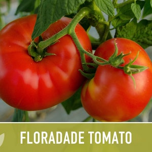 Floradade Tomato Seeds – Heirloom, High Yield, Heat Tolerant - Etsy