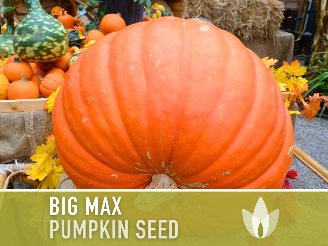 Big Max Pumpkin Seeds - Heirloom Seeds, Jack-o-lantern Pumpkin Seeds ...