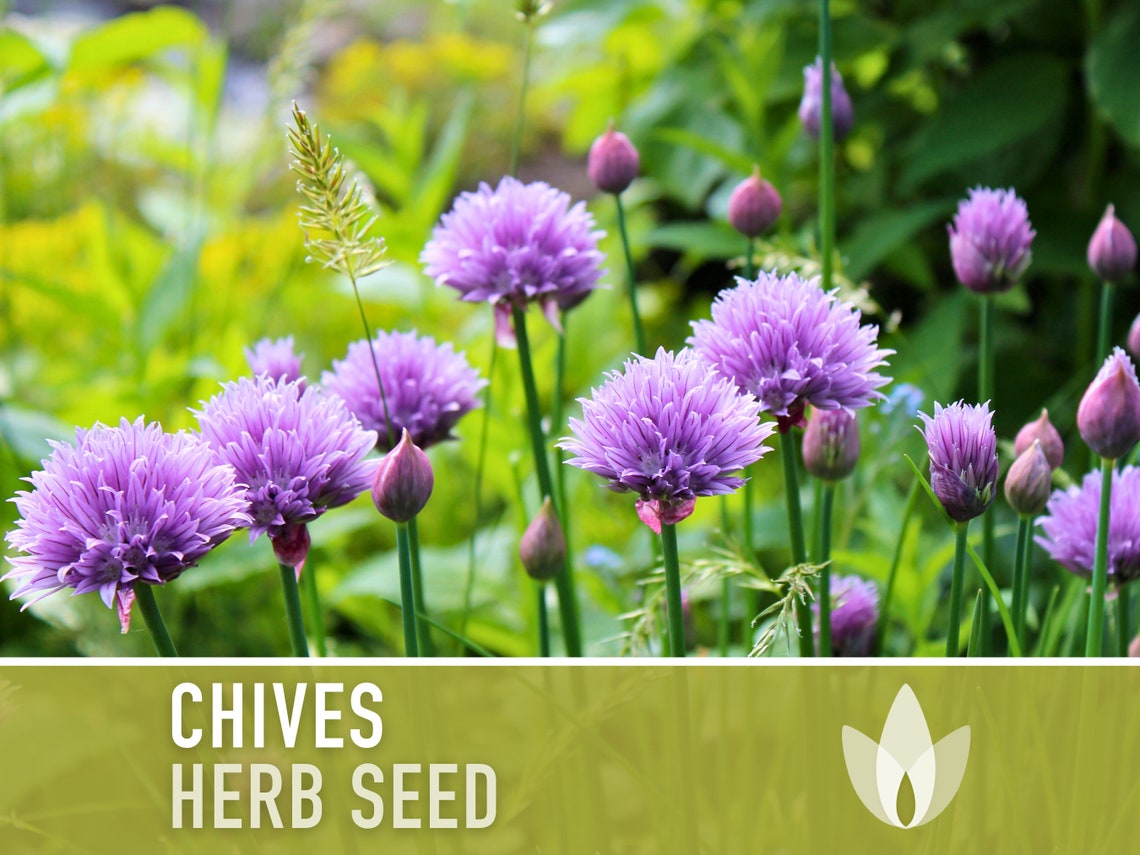Chives Heirloom Herb Seeds - Etsy