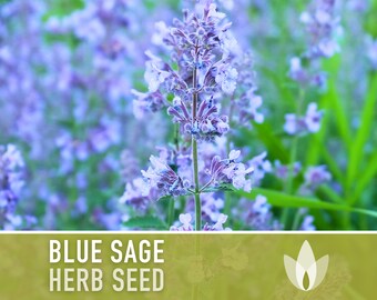 Azure Sage (salvia Azurea 'grandiflora') Packet of 25 Seeds With FREE ...