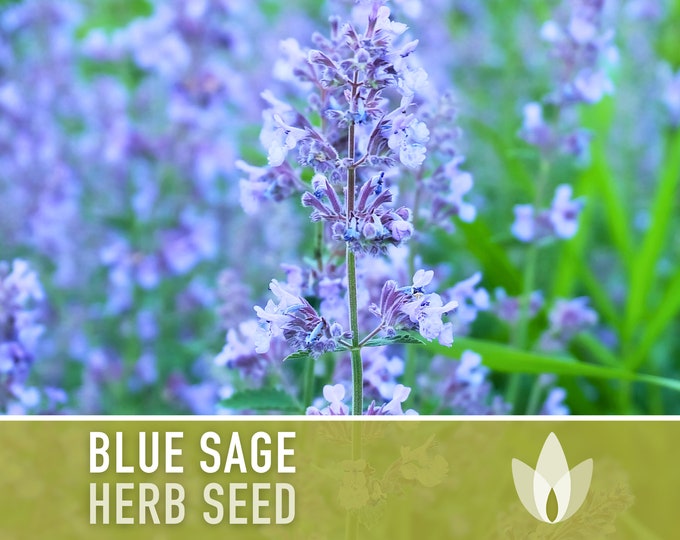 Blue Sage Seeds (salvia Farinacea) - Etsy