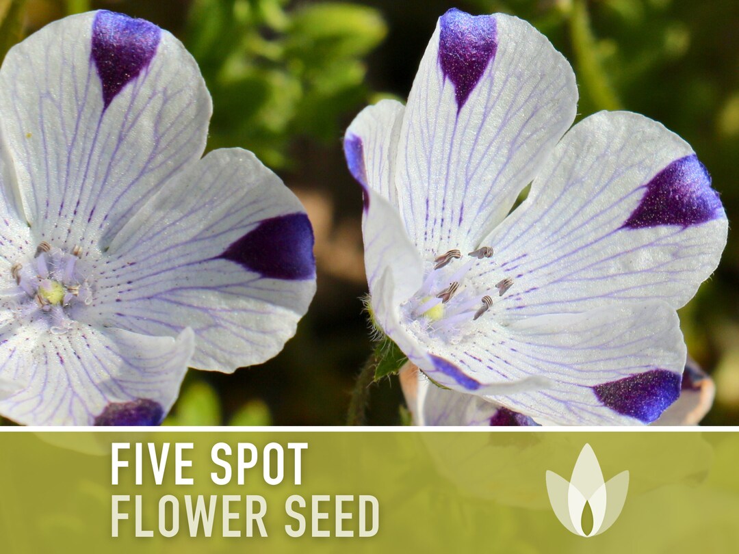 Five Spot Flower Seeds - Heirloom Nemophila Maculata, Native Wildflower ...