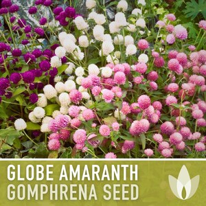Globe Amaranth Seeds | 50+ Seeds, Drought Tolerant, Dried Bouquets ...