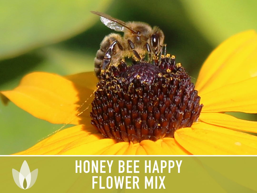 Honey Bee Happy Flower Seed Mix Heirloom Seeds Wildflower - Etsy