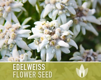 Edelweiss Flower leontopodium Alpinum Seeds - Etsy