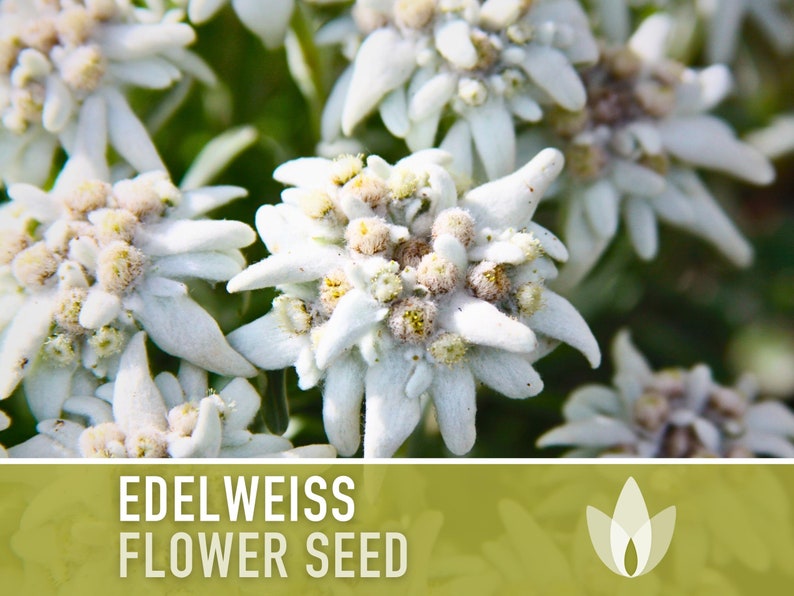 Edelweiss Flower Seeds – Heirloom Alpine Wildflower, Medicinal Plant - Etsy