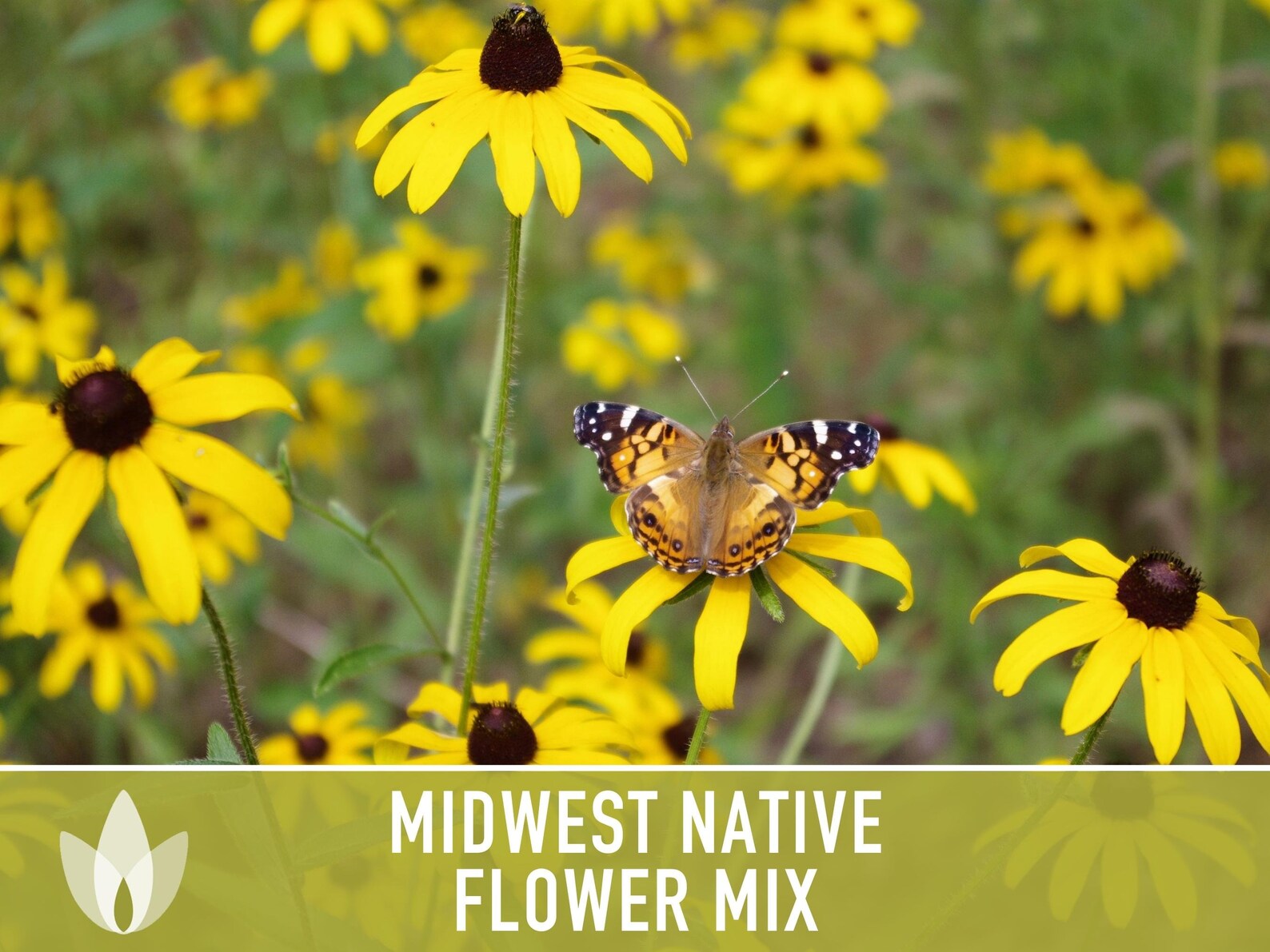 Midwest Native Wildflower Seeds, Heirloom Mix - Etsy