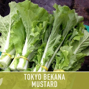 Tokyo Bekana Mustard Greens Heirloom Seeds - Yellow Flowers ...