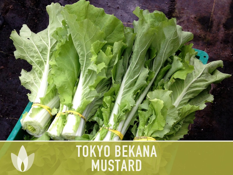 Tokyo Bekana Mustard Greens Heirloom Seeds Microgreens - Etsy
