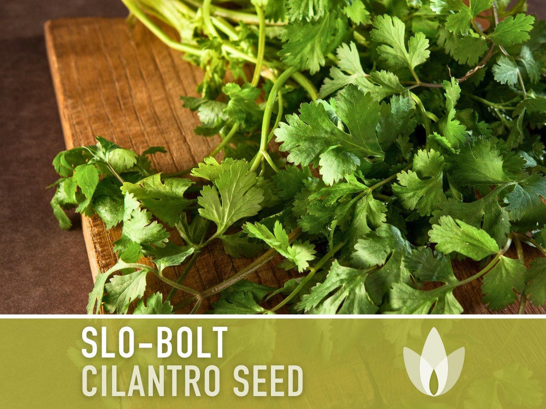 Slo-bolt Cilantro Herb Heirloom Seeds - Etsy