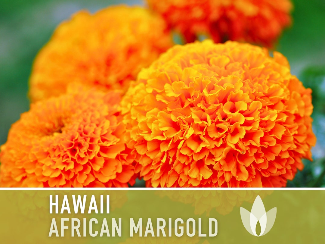 African Marigold Hawaii Seeds, Heirloom Aztec Orange Blooms, Medicinal ...