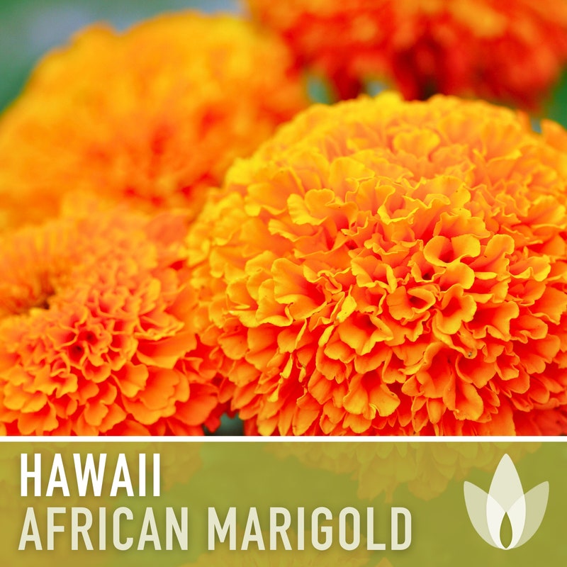 Edible Marigold Flower - Etsy