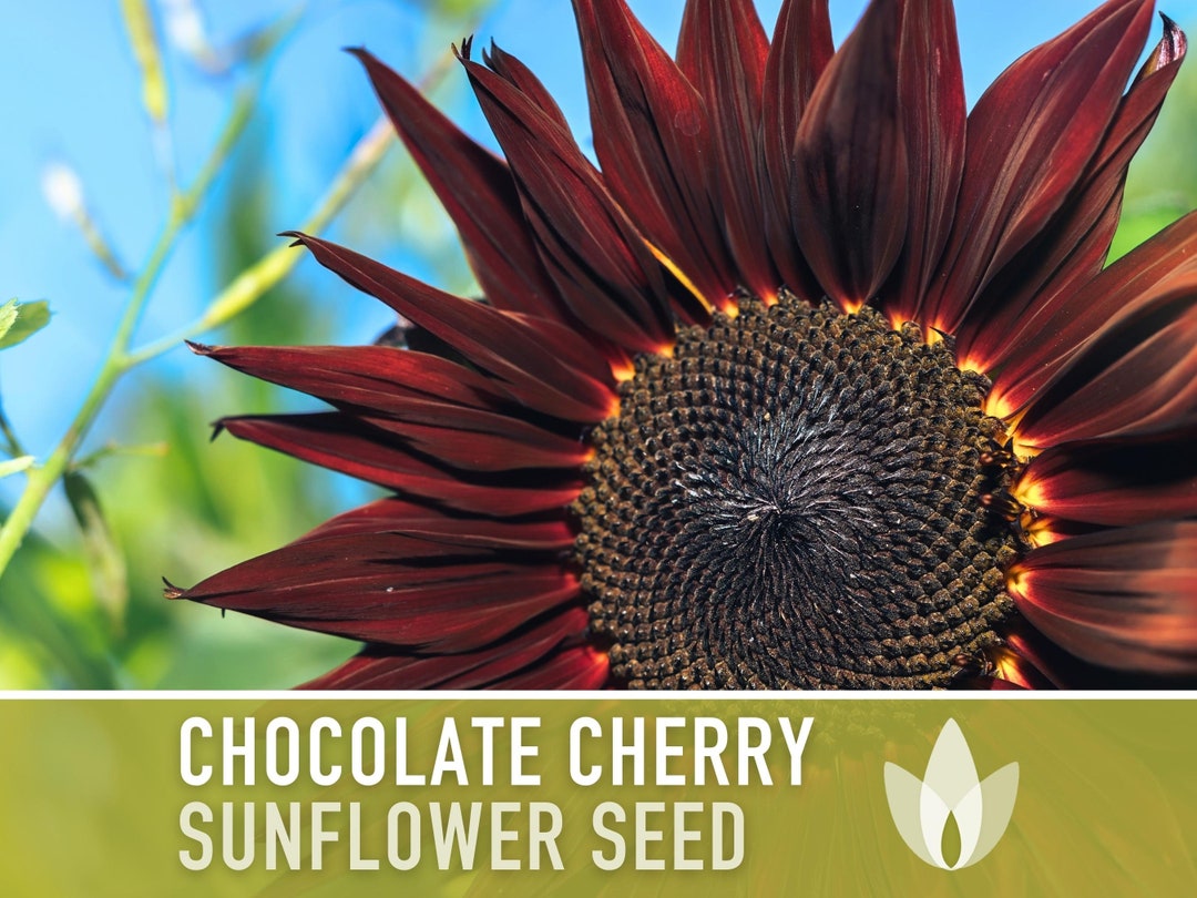 Chocolate Cherry Sunflower Seeds - Heirloom Seeds, Burgundy Sunflower ...