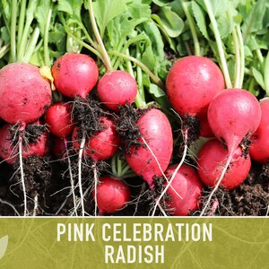 Pink Celebration Radish Seeds - Heirloom Seeds, Root Vegetables, Spring ...