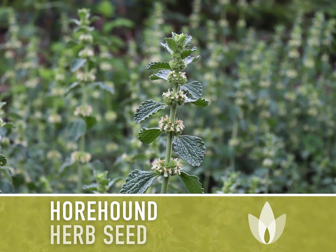 Horehound Medicinal Herb Seeds - Seed of Horus, Houndsbane, Heirloom ...