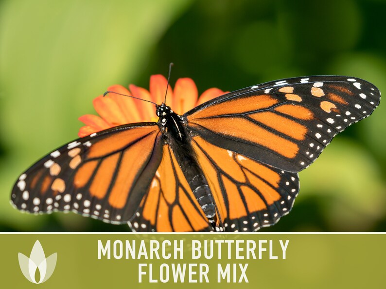 Monarch Butterfly Wildflower Seed Mix, Native Heirloom Seeds - Etsy